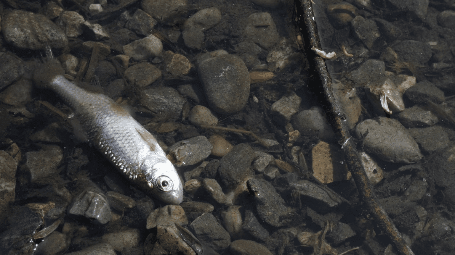 Mysterious Poisoning of River Oder ━ The European Conservative